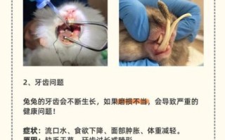 兔肉综合症是什么_兔肉综合症如何预防