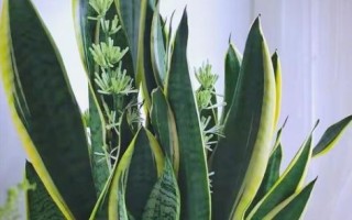 卧室适合放什么花_哪些花有助睡眠