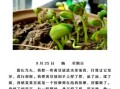 黄豆发芽需要几天_黄豆发芽观察日记怎么写