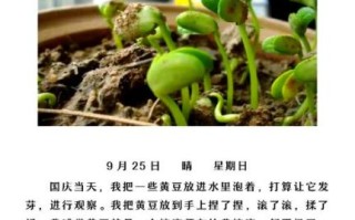 黄豆发芽需要几天_黄豆发芽观察日记怎么写