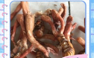 金蝉花有什么功效_金蝉花怎么吃效果最好