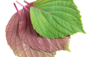 苏叶图片全图_高清大图哪里找