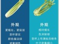 西芹和芹菜的区别_哪个更好吃