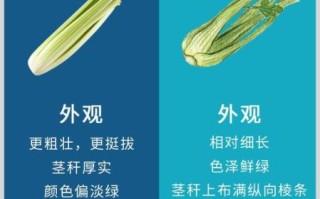 西芹和芹菜的区别_哪个更好吃