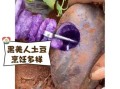 黑美人土豆怎么吃_黑美人土豆做法大全