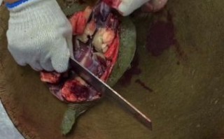 甲鱼怎么杀_甲鱼清洗方法