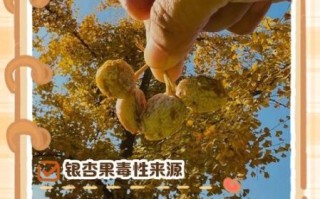 吃银杏果有什么副作用_银杏果中毒怎么办