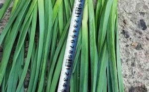 青蒜苗怎么种_青蒜苗的营养价值