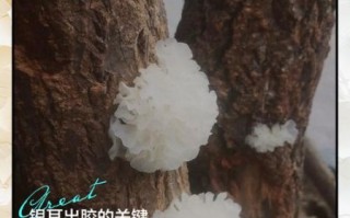 银耳怎么快速出胶_银耳出胶小窍门