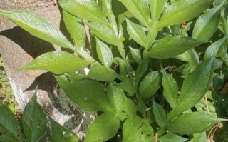 魔芋植物叶子长什么样_魔芋叶子图片大全