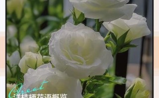 洋桔梗花语是什么_洋桔梗适合送什么人