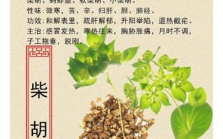 柴胡图片大全高清图片_如何辨别真假柴胡