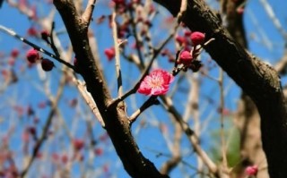 梅花视频怎么下载_梅花视频安全吗