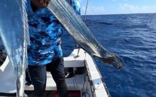 皇带鱼为什么被称为地震鱼_皇带鱼的恐怖传说真相