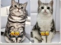 起司猫和虎斑猫的区别_如何一眼分辨