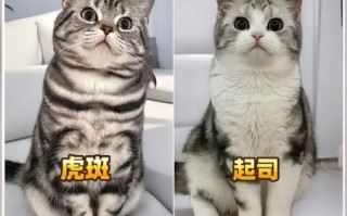 起司猫和虎斑猫的区别_如何一眼分辨