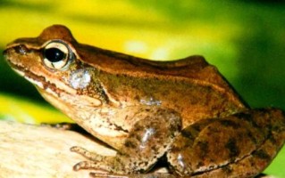 林蛙图片怎么拍_林蛙高清图片哪里找