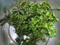 荠菜饺子荠菜要焯水吗_焯水后怎么处理