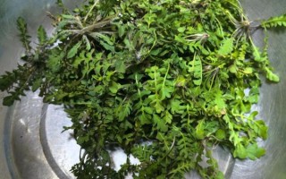 荠菜饺子荠菜要焯水吗_焯水后怎么处理