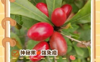 神秘果的副作用有哪些_神秘果的危害