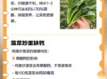 菠菜炒鸡蛋的功效与作用_菠菜炒鸡蛋的营养价值