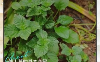 仙人草的功效与作用_仙人草怎么吃效果最好