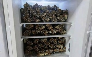 大闸蟹放冰箱能活几天_大闸蟹冷藏还是冷冻