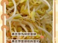 豆芽发芽了还能吃吗_豆芽变绿可以吃吗