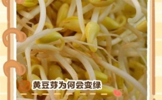 豆芽发芽了还能吃吗_豆芽变绿可以吃吗