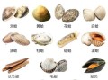 贝壳海鲜种类及名称图片_常见贝类如何挑选