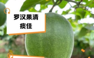 罗汉果和胖大海的区别_哪个更适合长期饮用