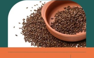 决明子茶可以天天喝吗_长期饮用副作用