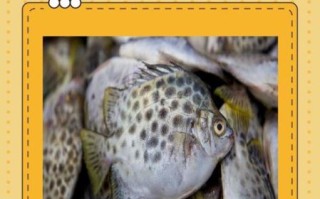 老虎斑和石斑鱼的区别_老虎斑是石斑鱼吗