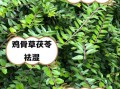 鸡骨草的功效与作用_鸡骨草怎么泡水喝