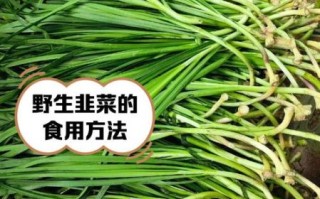 山韭菜图片_如何辨别真假山韭菜
