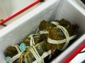 大闸蟹能放几天不死_如何保存活蟹更久