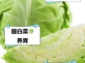 圆白菜的功效与作用_圆白菜怎么吃最营养