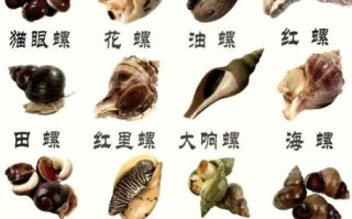 香螺怎么清洗_香螺的正确吃法图解