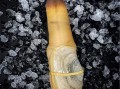 象拔蚌是大象的哪个部位_象拔蚌名字由来