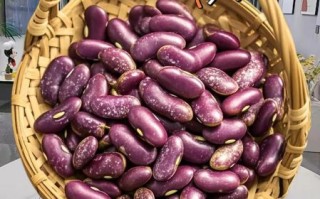 芸豆图片大全哪里找_芸豆品种怎么区分