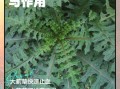 大蓟草的功效与作用_大蓟草能治什么病