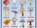 野生蘑菇图片大全集_如何辨别可食用与有毒