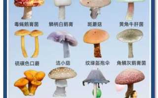 野生蘑菇图片大全集_如何辨别可食用与有毒