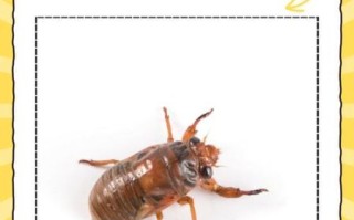 知了猴的营养价值_知了猴的功效与作用