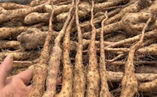 山药怎么种_山药家庭种植方法