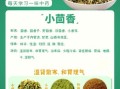 小茴香是什么调料_小茴香的用法和作用