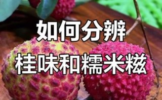桂味和糯米糍哪个贵_价格差异解析