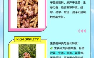 鬼子姜学名是什么_鬼子姜与洋姜区别