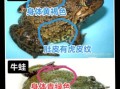 野生田鸡图片_如何辨别真假