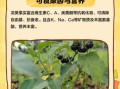 龙葵果怎么吃_龙葵果的正确吃法